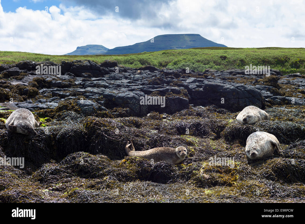 Common Seal or Harbour Seal, Phoca vitulina, colony of adults and seal ...