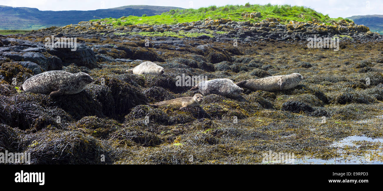 Common Seal or Harbour Seal, Phoca vitulina, colony of adults and seal ...