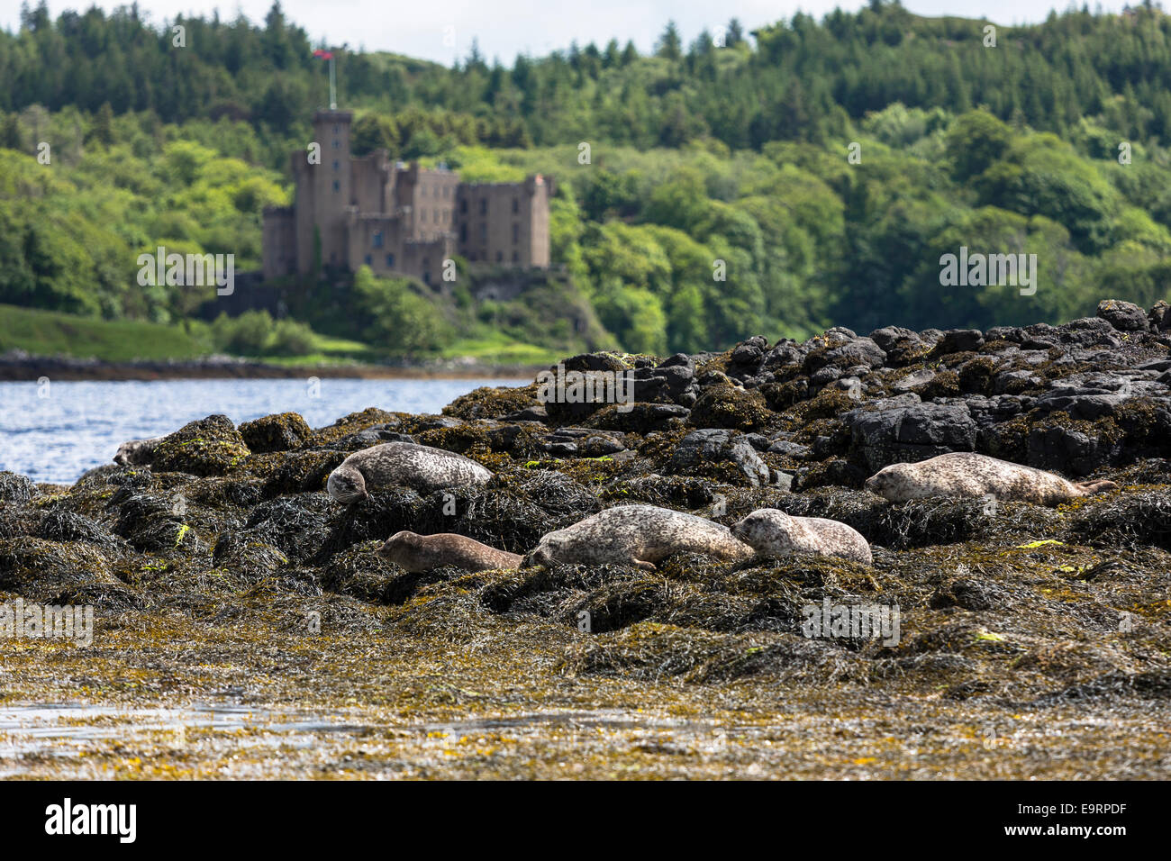 Group of juvenile seals hi-res stock photography and images - Alamy