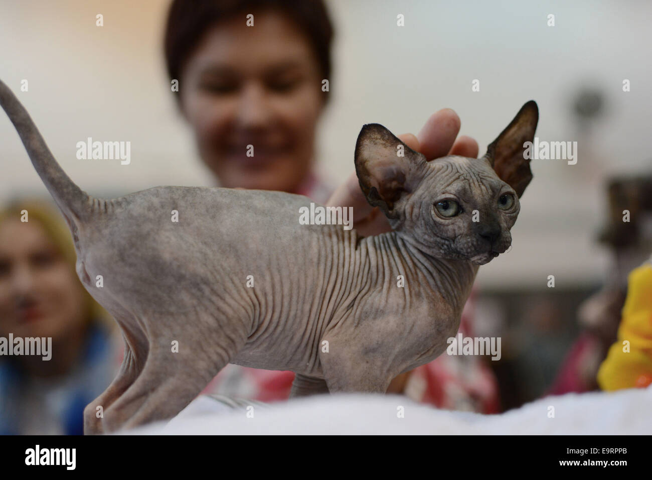 Israel . 1st November, 2014. A sphynx cat on display at the ...