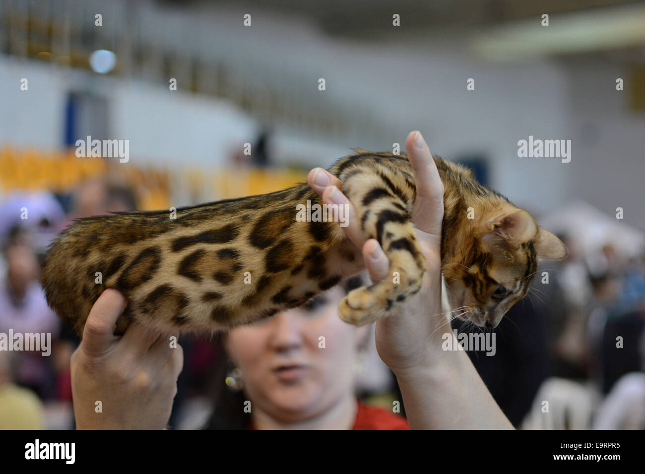 Israel . 1st November, 2014. A Bengali cat on display at the ...