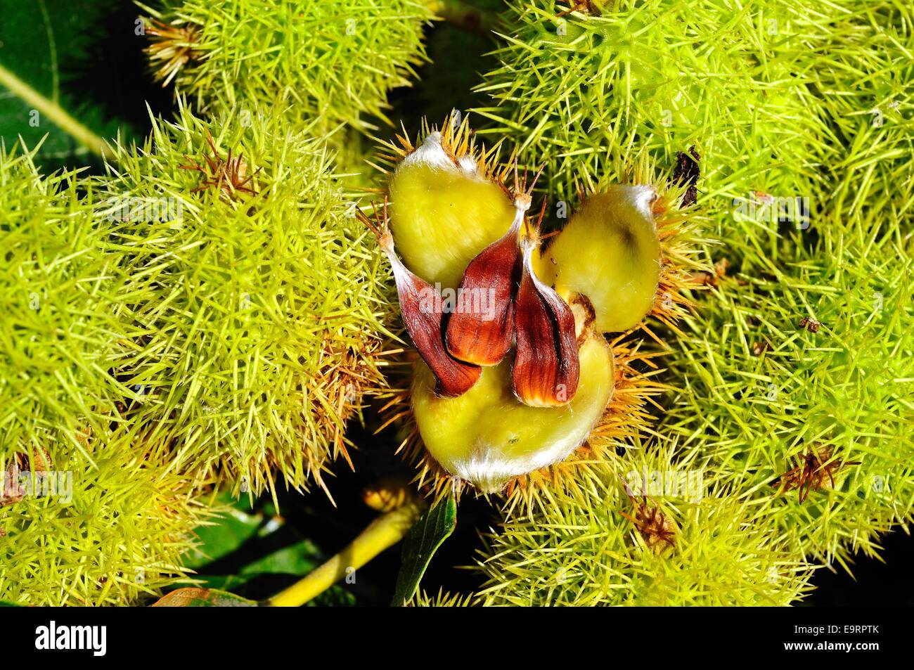 Spiky nut hi-res stock photography and images - Alamy