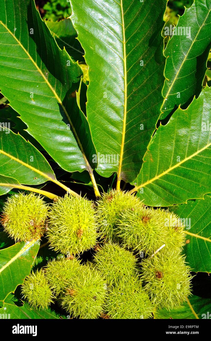 Edible chestnut tree hi-res stock photography and images - Alamy