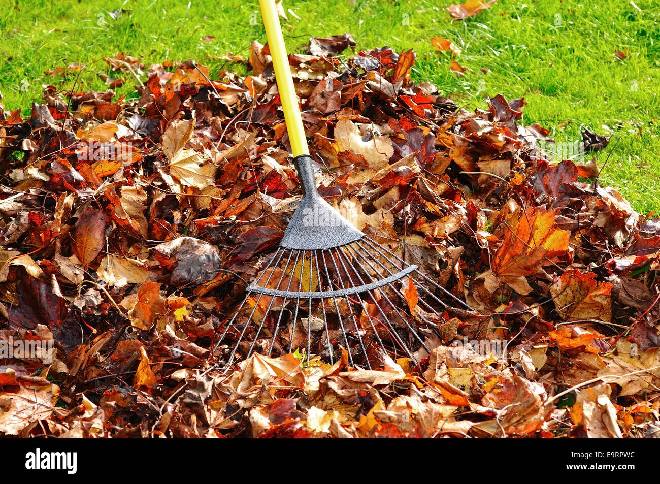 Raking up maple leaves in the Autumn, UK Stock Photo - Alamy