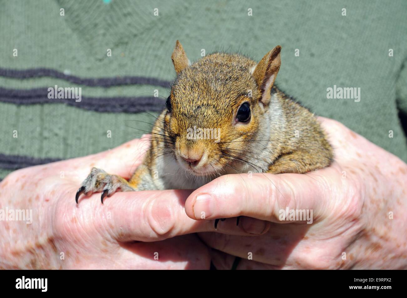 Close up of a grey squirrel in a mans hands, Bakewell, Derbyshire ...