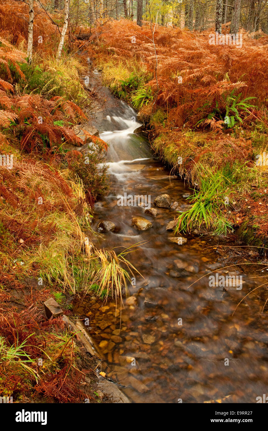 Stream pine trees hi-res stock photography and images - Alamy