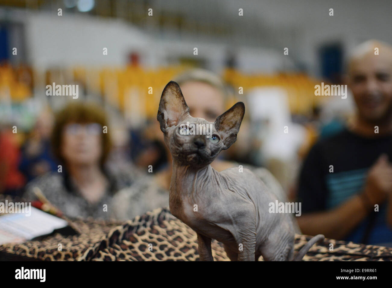 Israel . 1st November, 2014. A sphynx cat on display at the ...