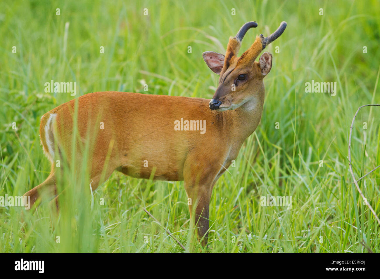 Grassland deer hi-res stock photography and images - Alamy