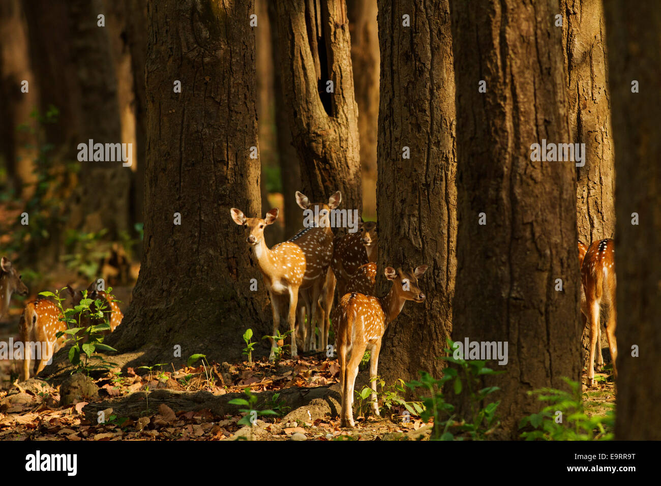 Sal forest hi-res stock photography and images - Alamy
