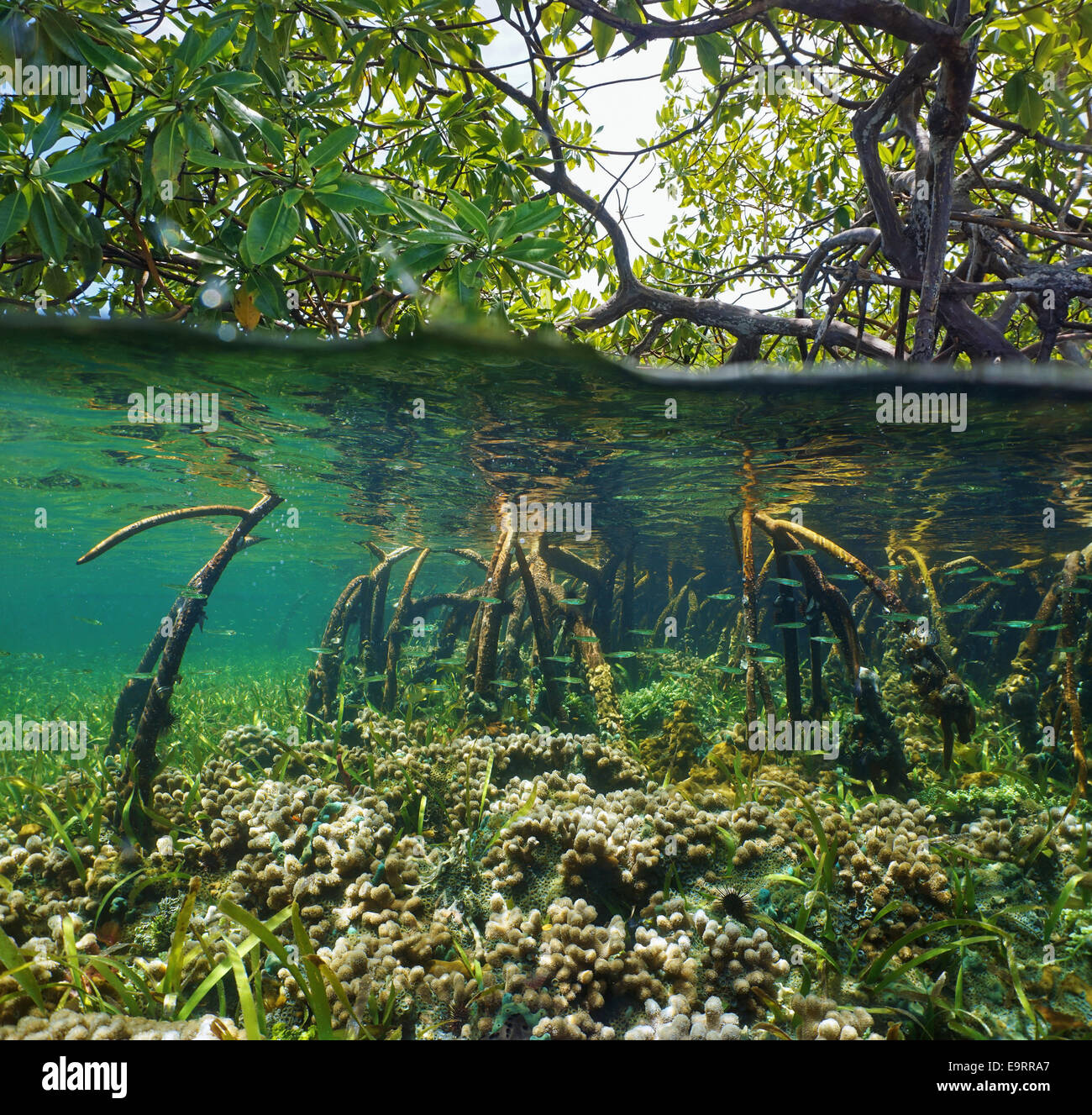 Mangrove root fish hi-res stock photography and images - Alamy