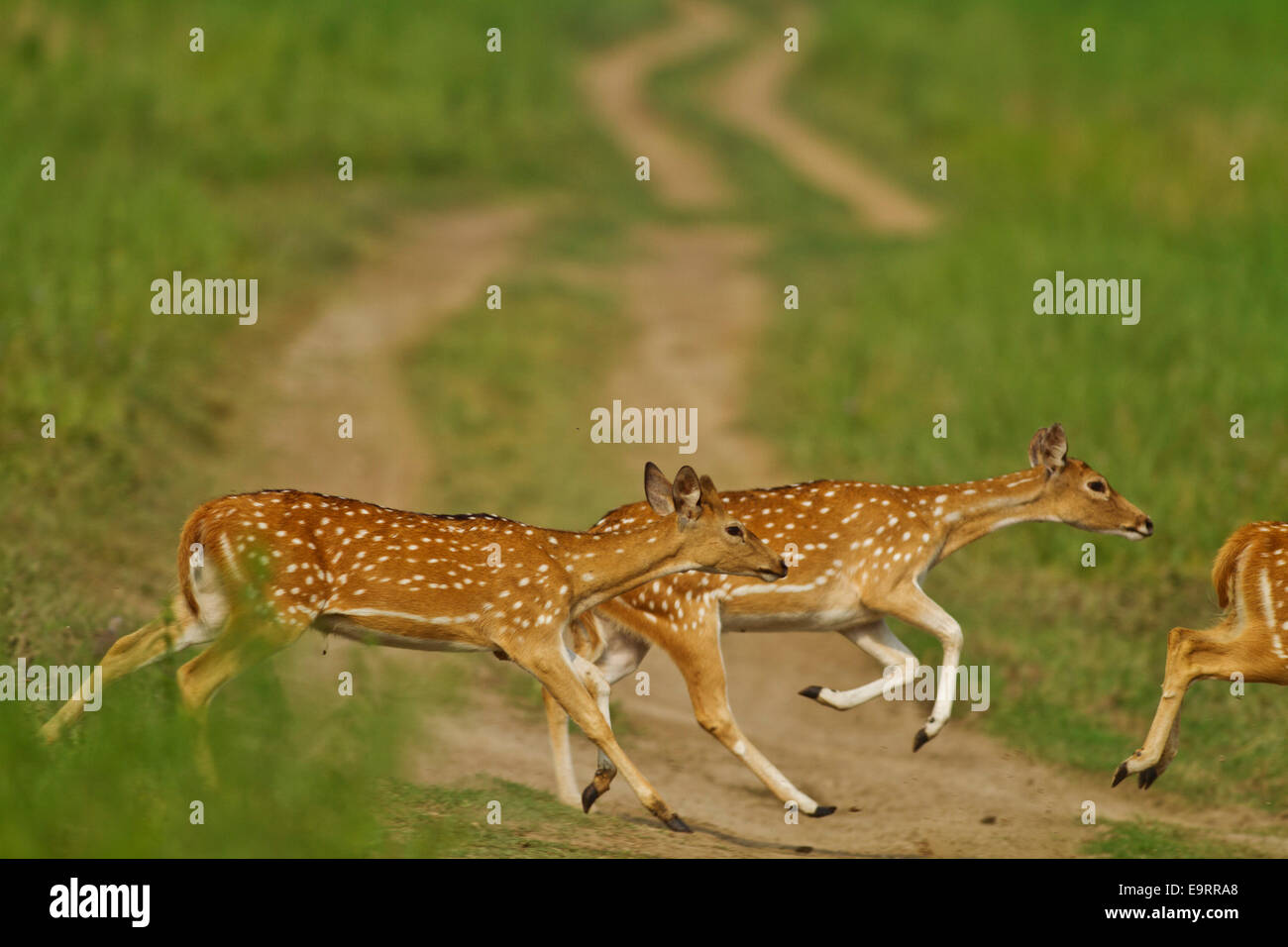 Spotted deers crossing jungle hi-res stock photography and images - Alamy