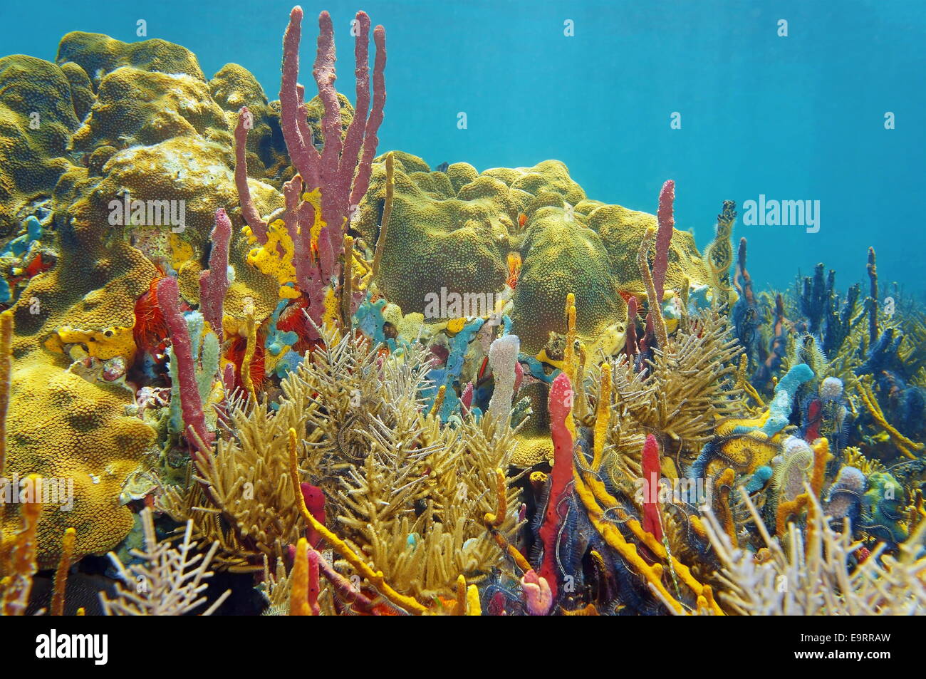 Rainbow of color under the sea in a reef of the Caribbean with corals ...