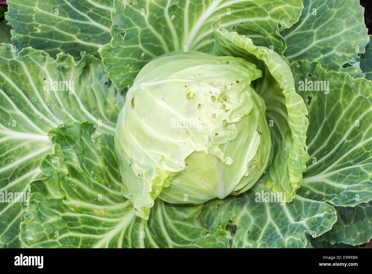 Cabbage in the vegetable garden close-up Stock Photo - Alamy