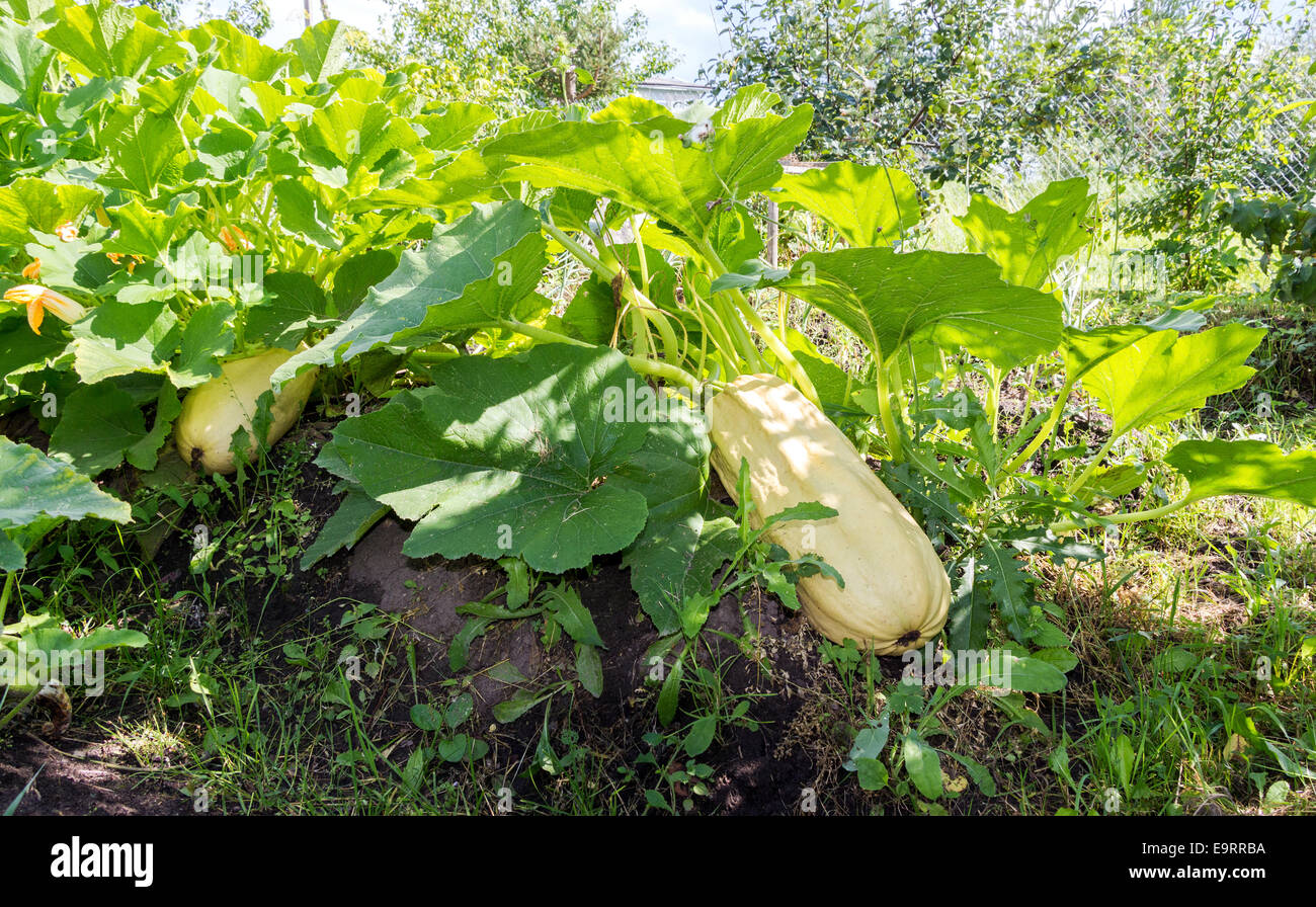 Blossom of courgette plant cucurbita pepo hi-res stock photography and ...