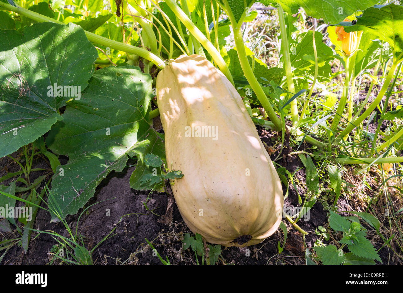 Big yellow courgette in the vegetable garden Stock Photo - Alamy