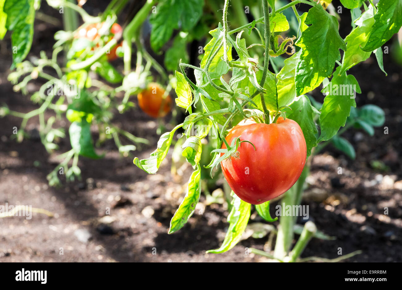 Ripe tomatoes ready to pick in a greenhouse Stock Photo - Alamy