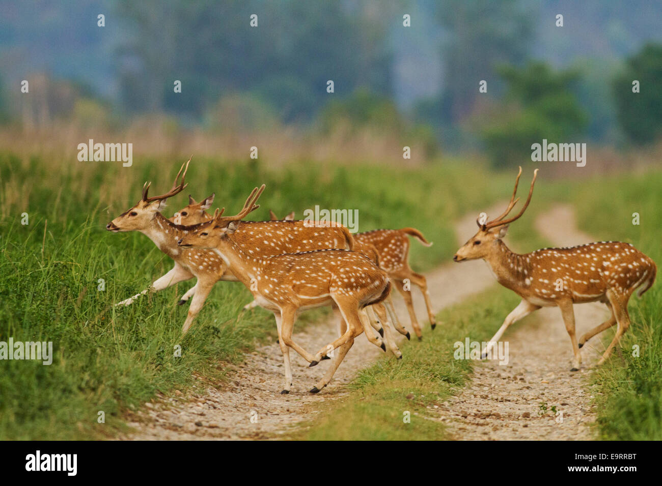 Spotted deers crossing jungle hi-res stock photography and images - Alamy