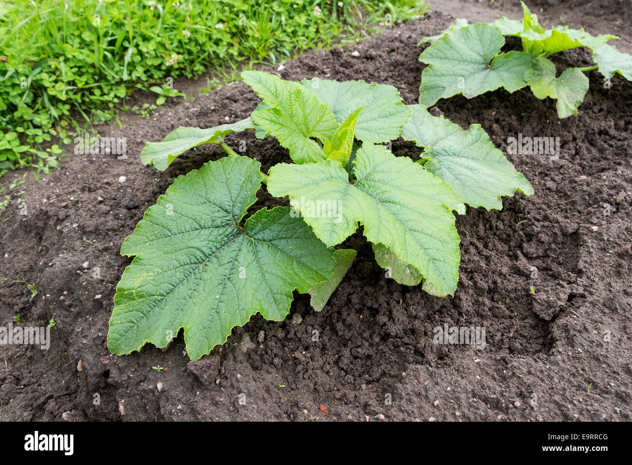 Zucchini Plant Leaves