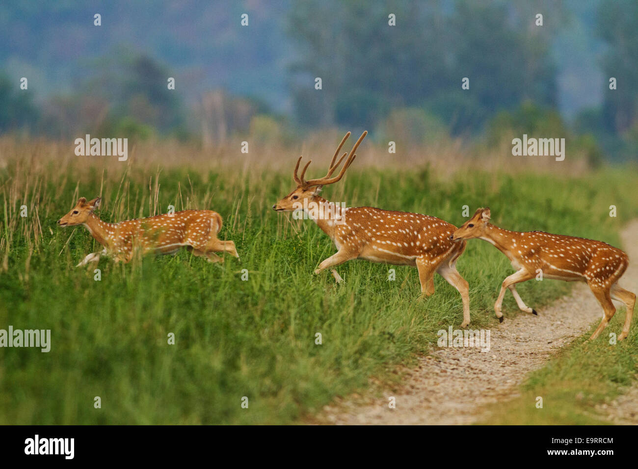 Spotted deers crossing jungle hi-res stock photography and images - Alamy
