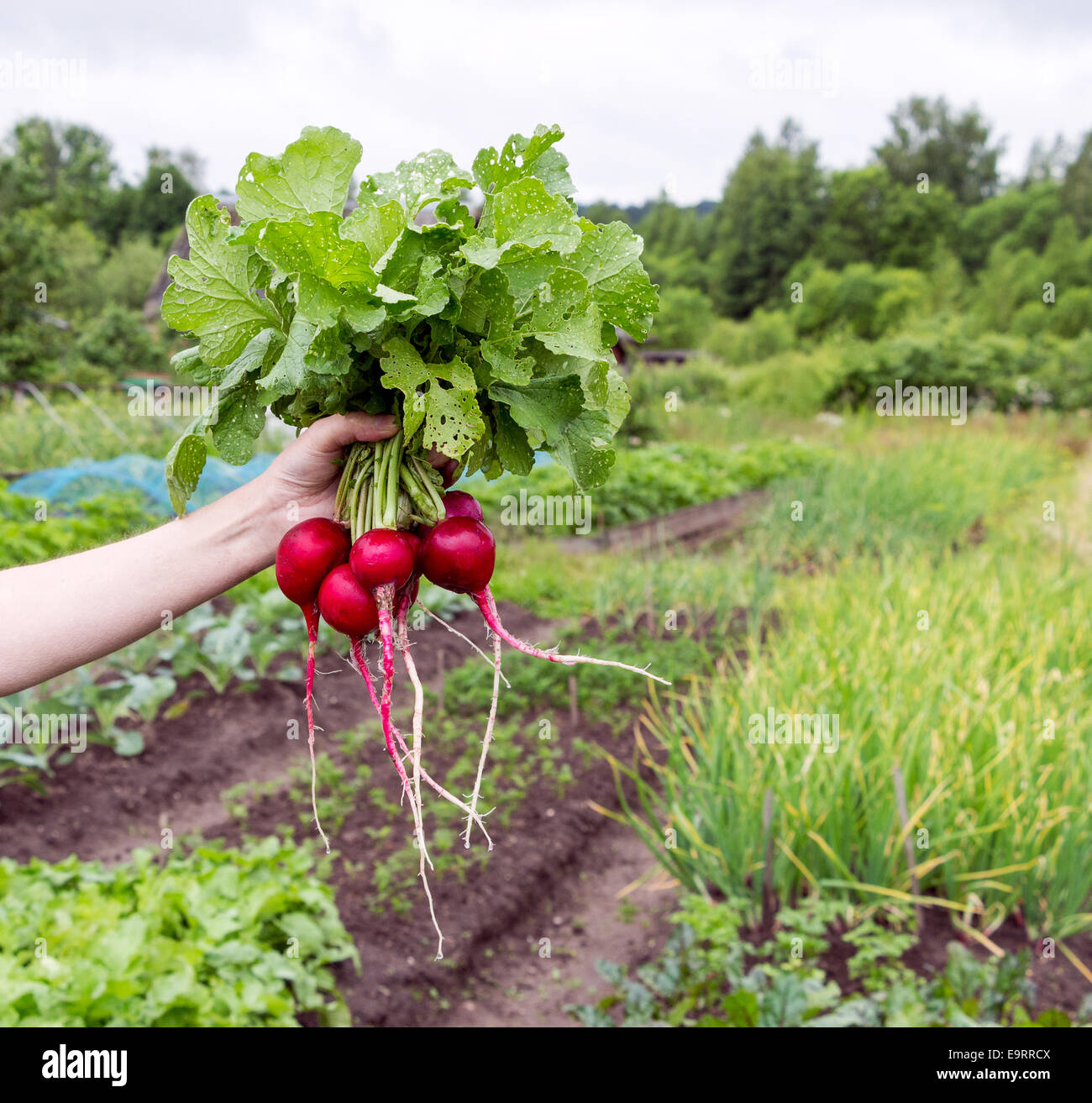 Hand holding fresh bunch of radish on green field background Stock ...
