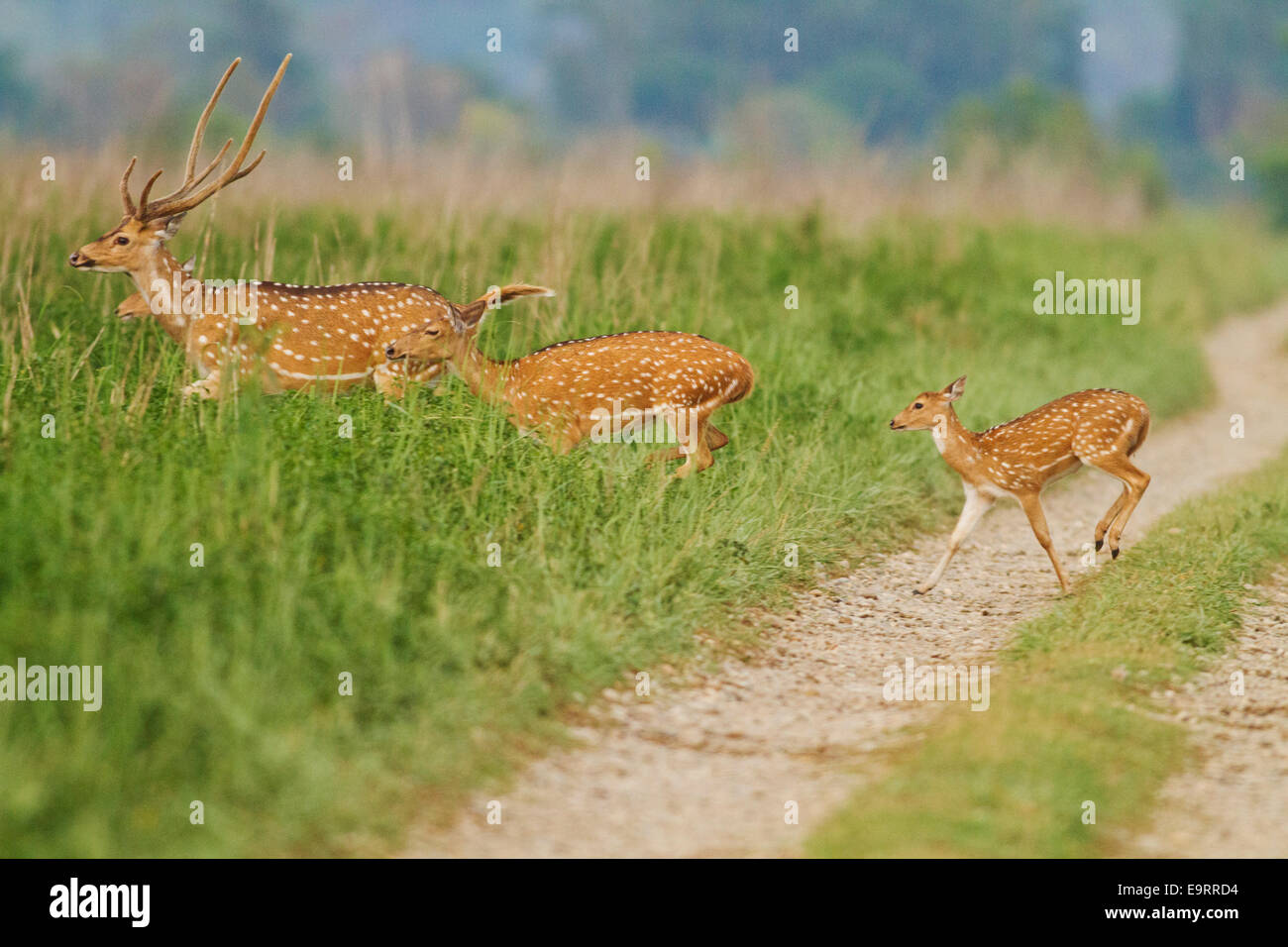 Spotted deers crossing jungle hi-res stock photography and images - Alamy