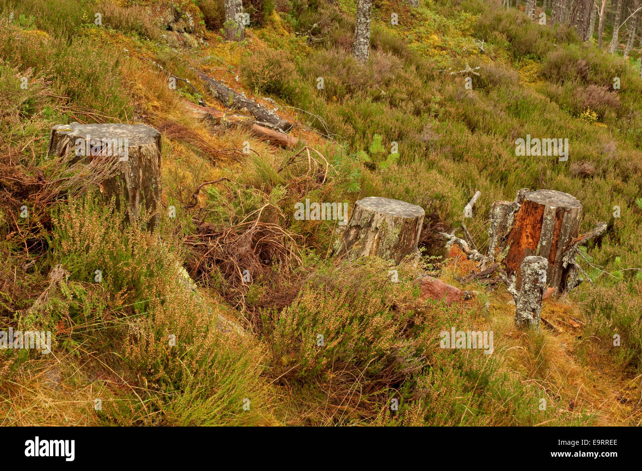 Scots Pine Tree stumps in Caledonian Pinewood Stock Photo - Alamy