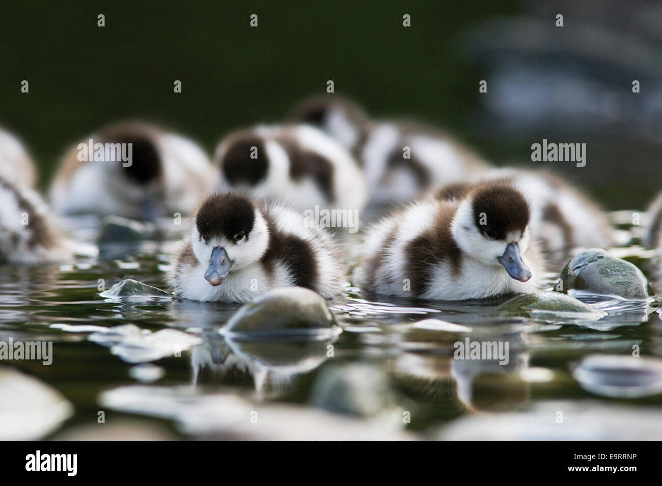 Baby shelduck hi-res stock photography and images - Alamy