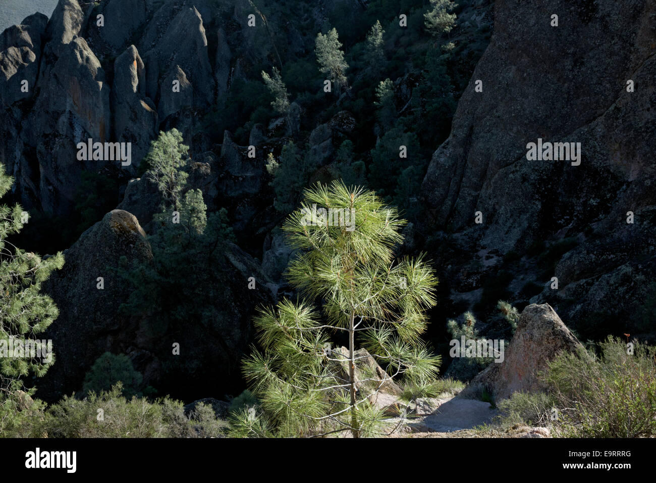 California pine tree coast hi-res stock photography and images - Alamy