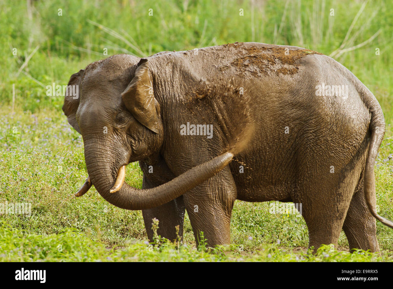 Indian / Asian Elephant, mud wallowing - Corbett National Park, India ...