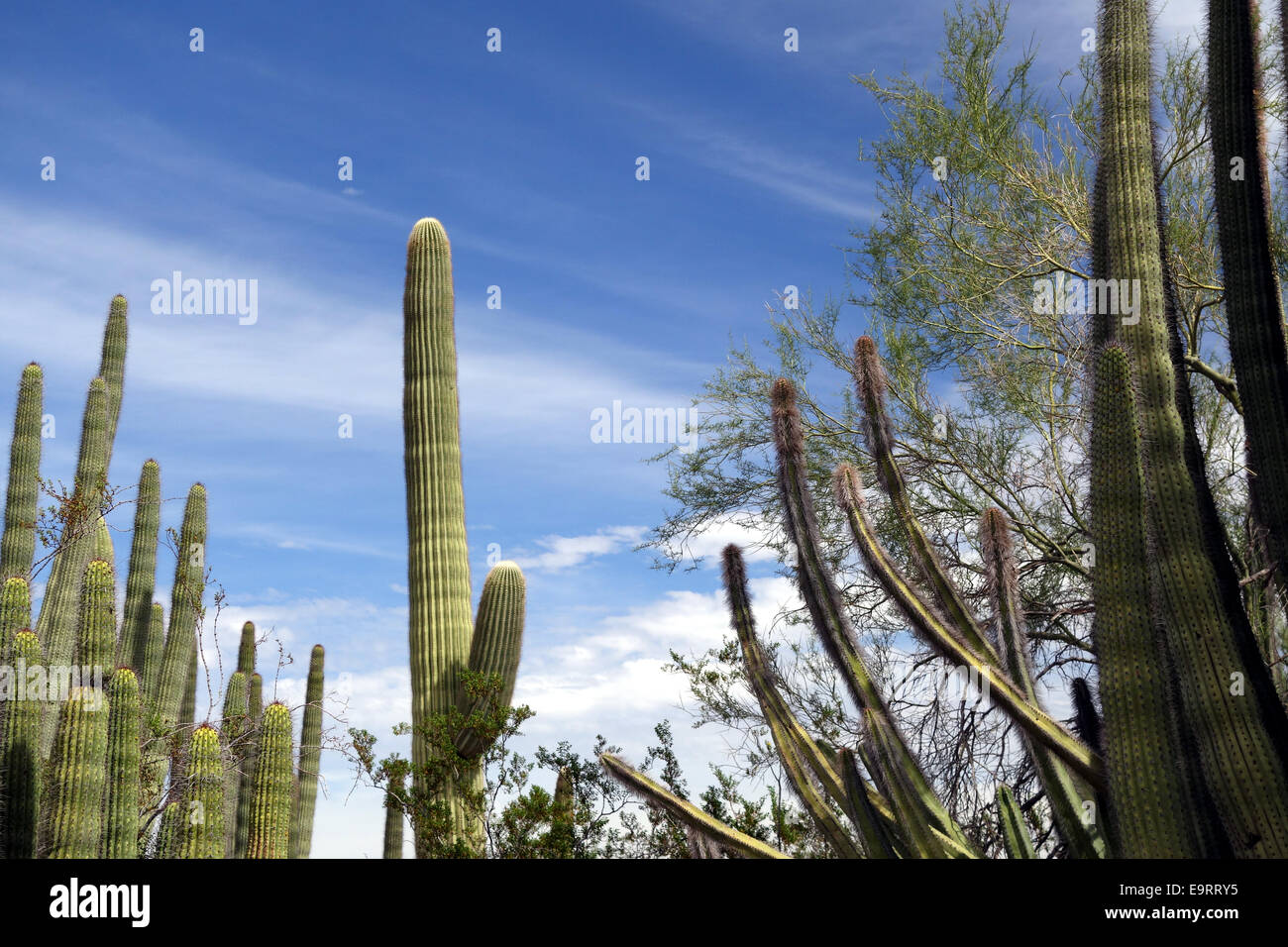 There is much life in the desert inspite of the harsh weather ...