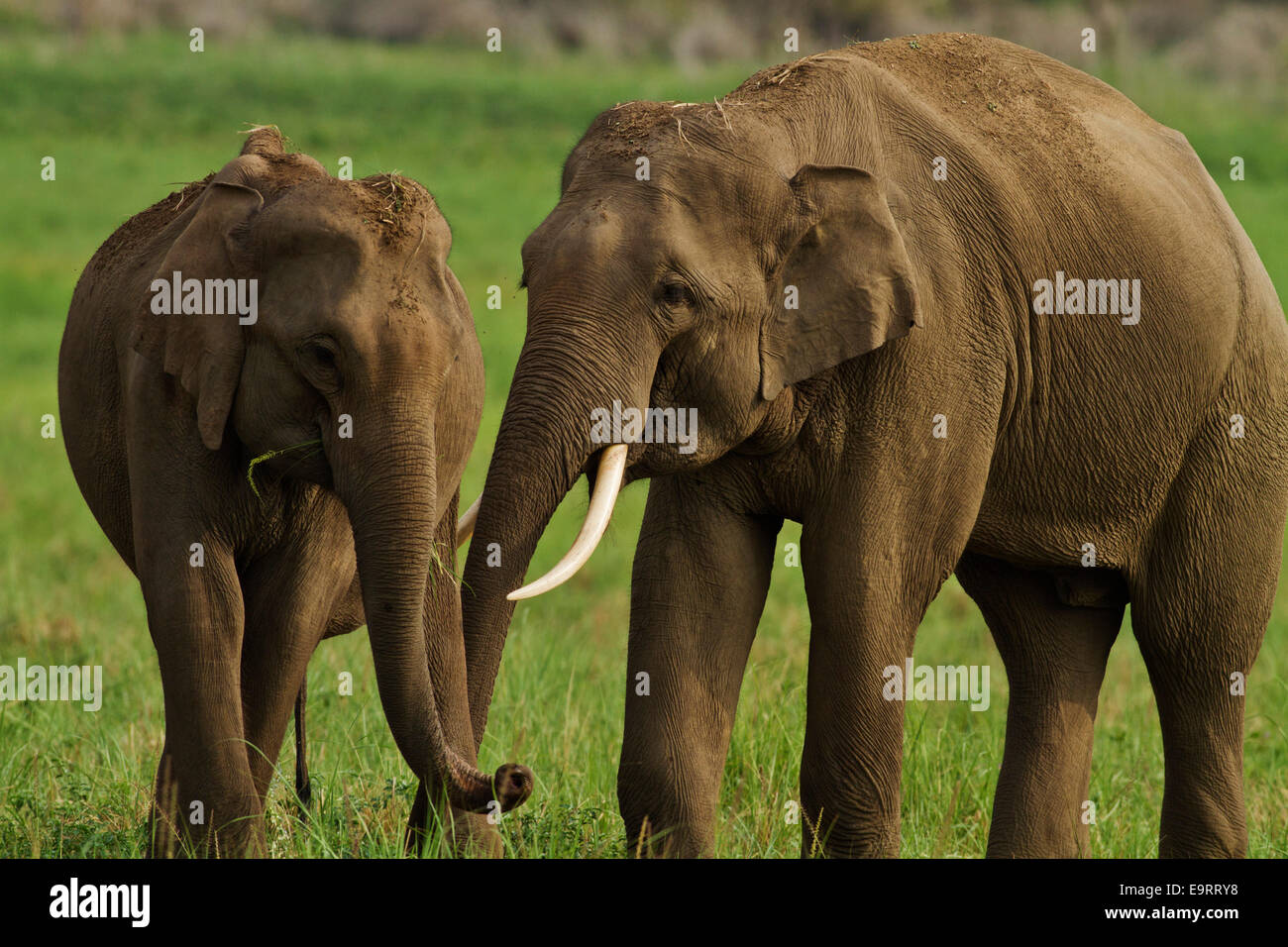 Indian pair hi-res stock photography and images - Alamy