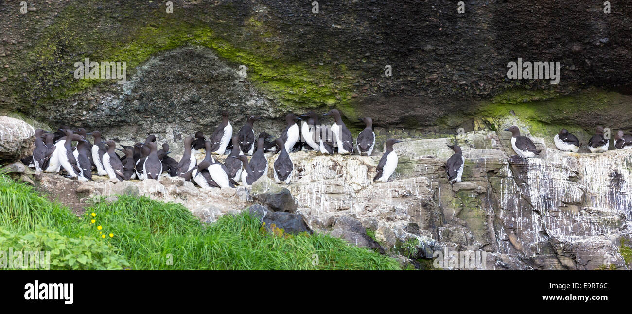Endangered species Common Guillemot or Common Murre colony of seabirds ...