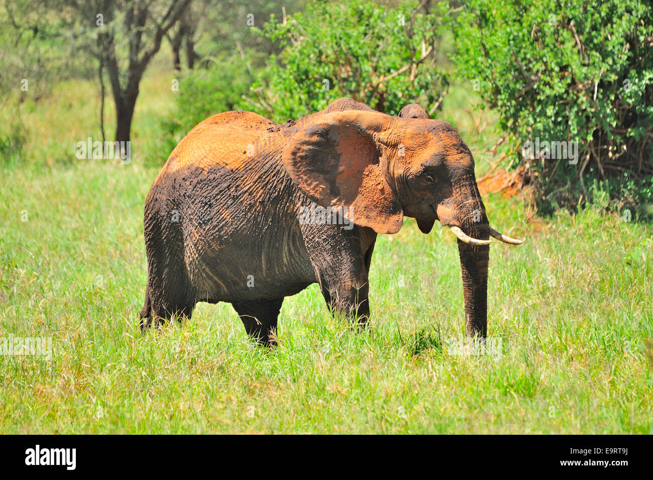 African elephant covered with mud and red dust Stock Photo - Alamy