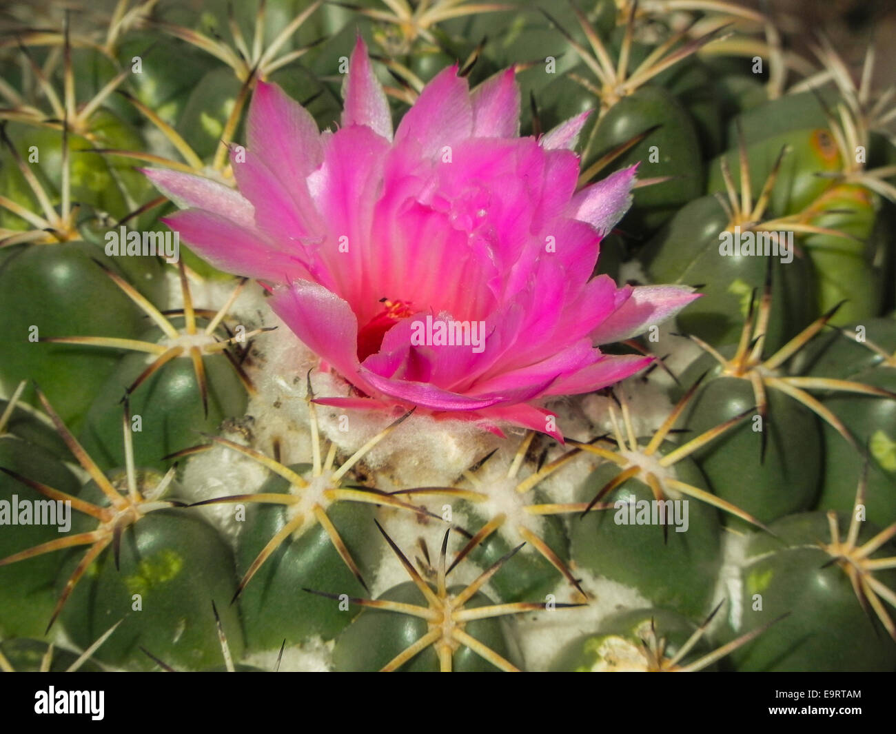 There is much life in the desert inspite of the harsh weather ...