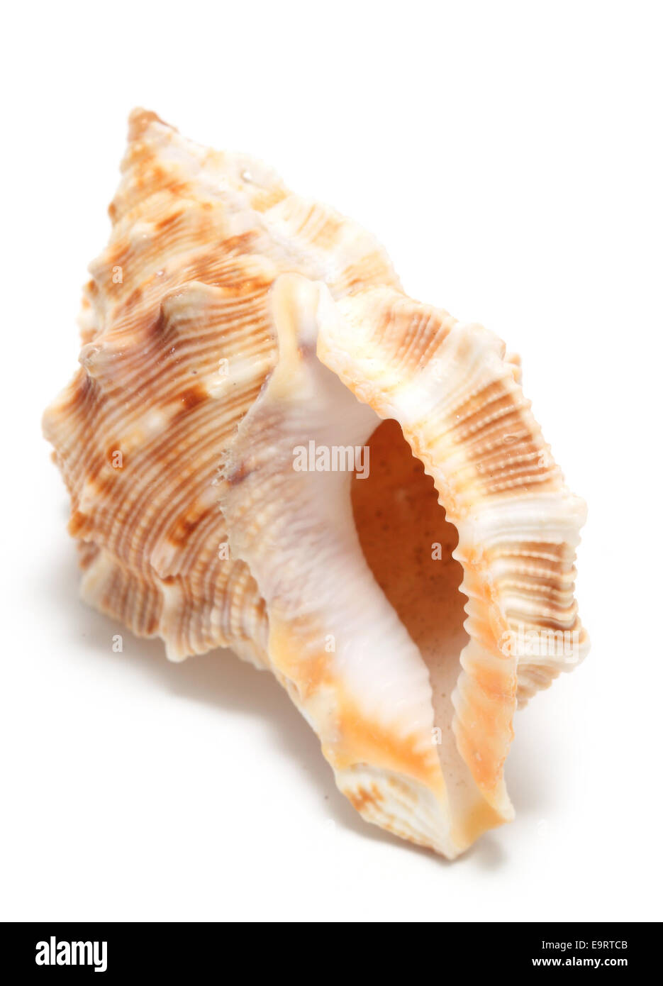 large seashell on a white background Stock Photo - Alamy