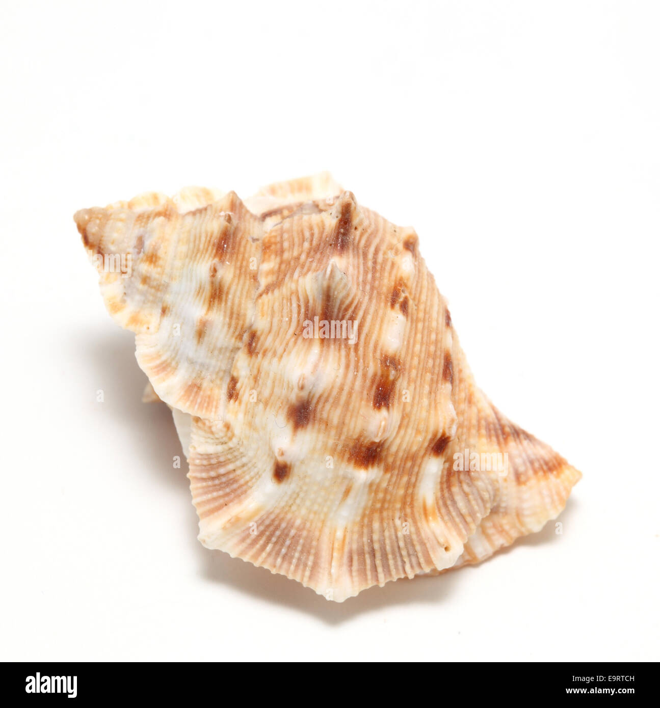 large seashell on a white background Stock Photo - Alamy