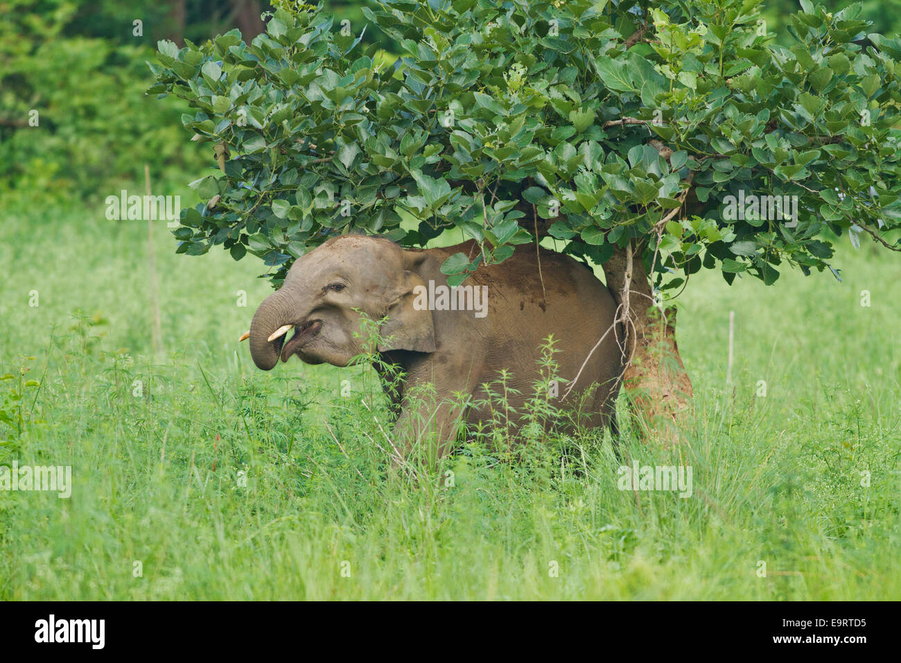 Young Indian Elephant under the shade, Corbett National Park, India ...
