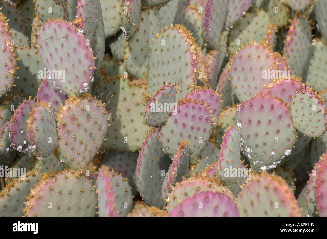 There is much life in the desert inspite of the harsh weather ...