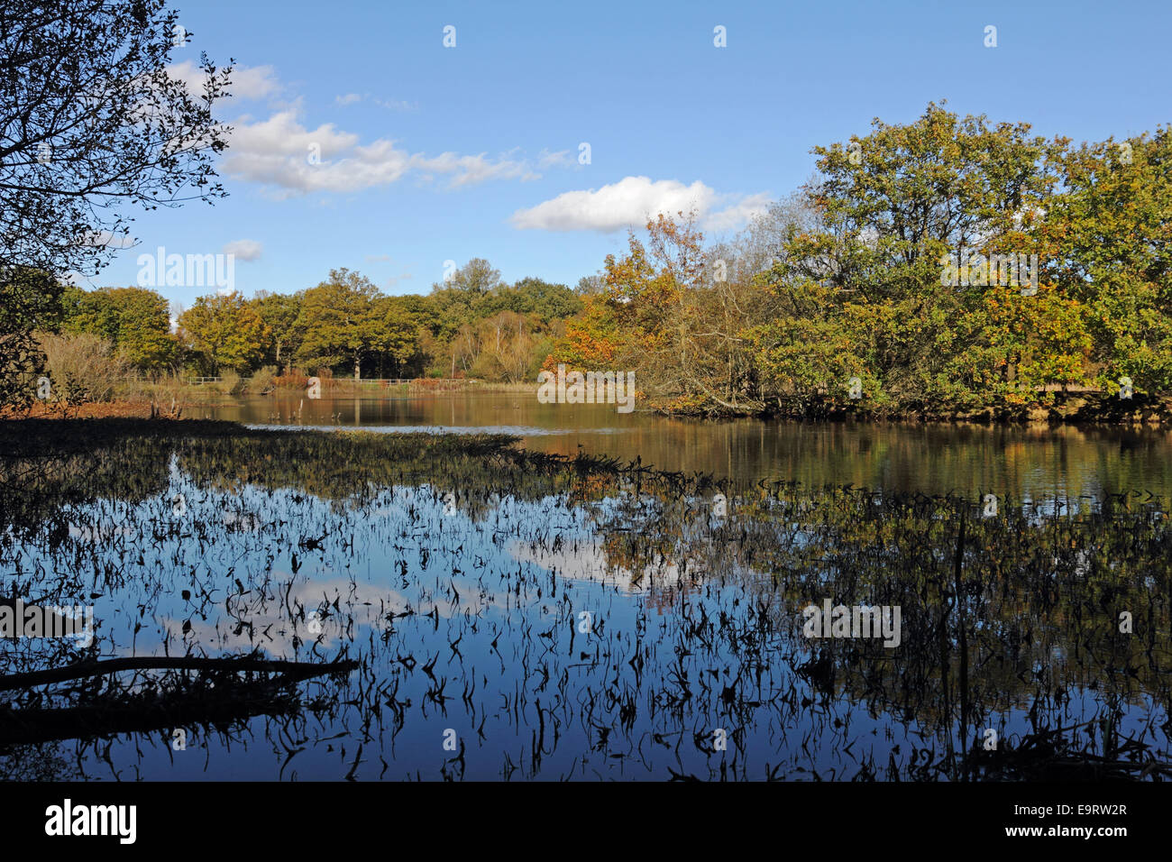 Epsom Common Local Nature Reserve, Surrey, England. 1st November 2014 ...