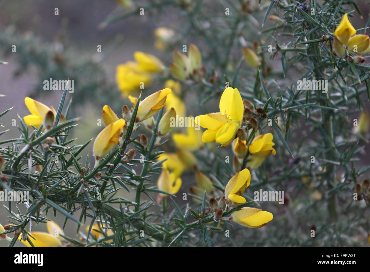 Epsom Common Local Nature Reserve, Surrey, England. 1st November 2014 ...