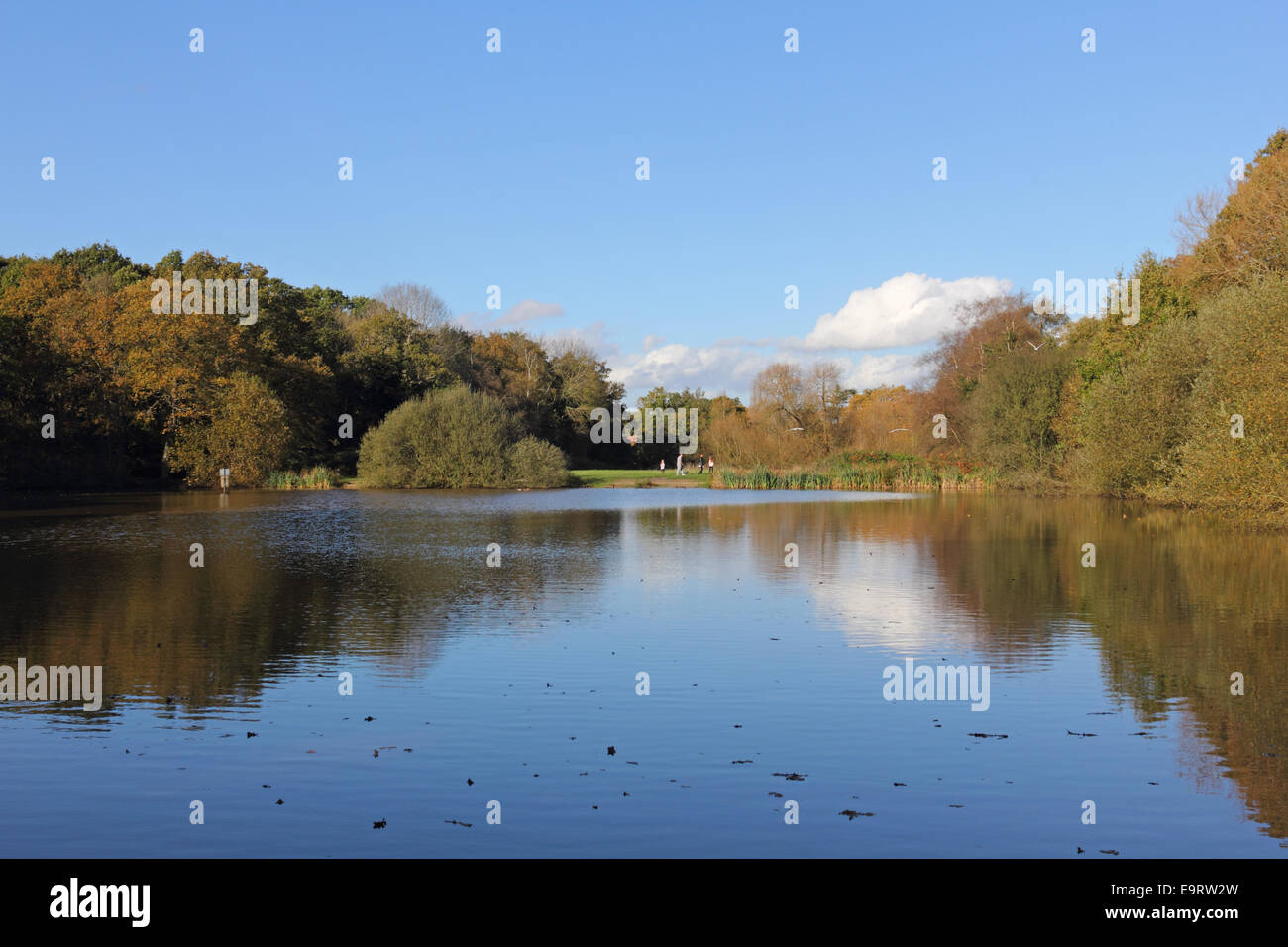 Epsom Common Local Nature Reserve, Surrey, England. 1st November 2014 ...