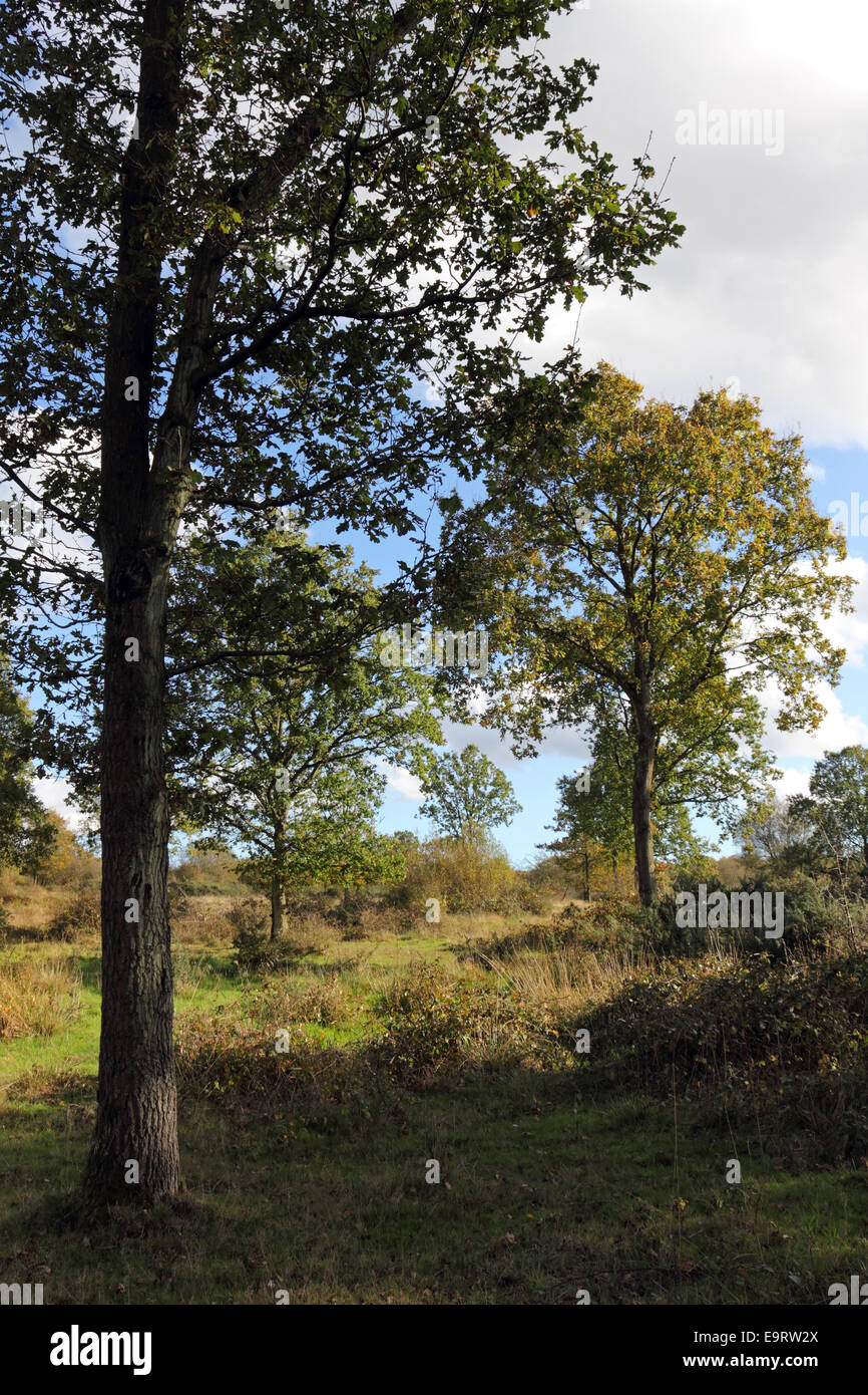 Julia bird reserve hi-res stock photography and images - Alamy