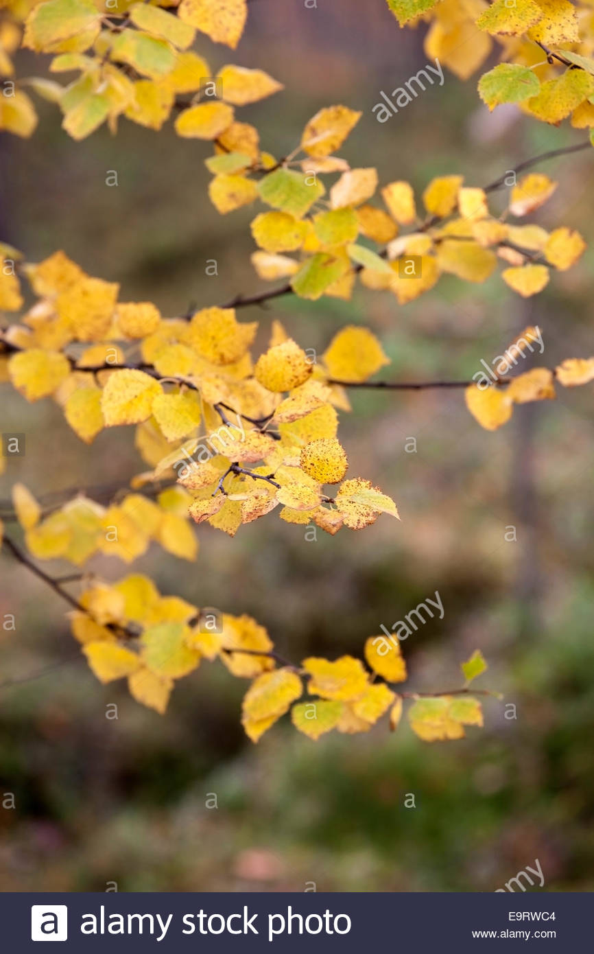 Disease Birch Stock Photos & Disease Birch Stock Images - Alamy