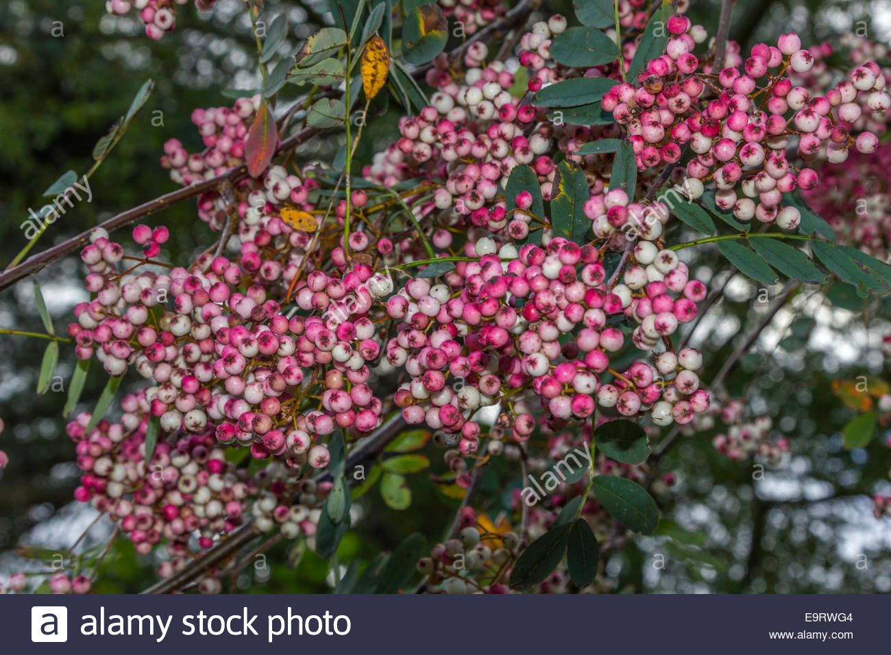 White Ash High Resolution Stock Photography and Images - Alamy