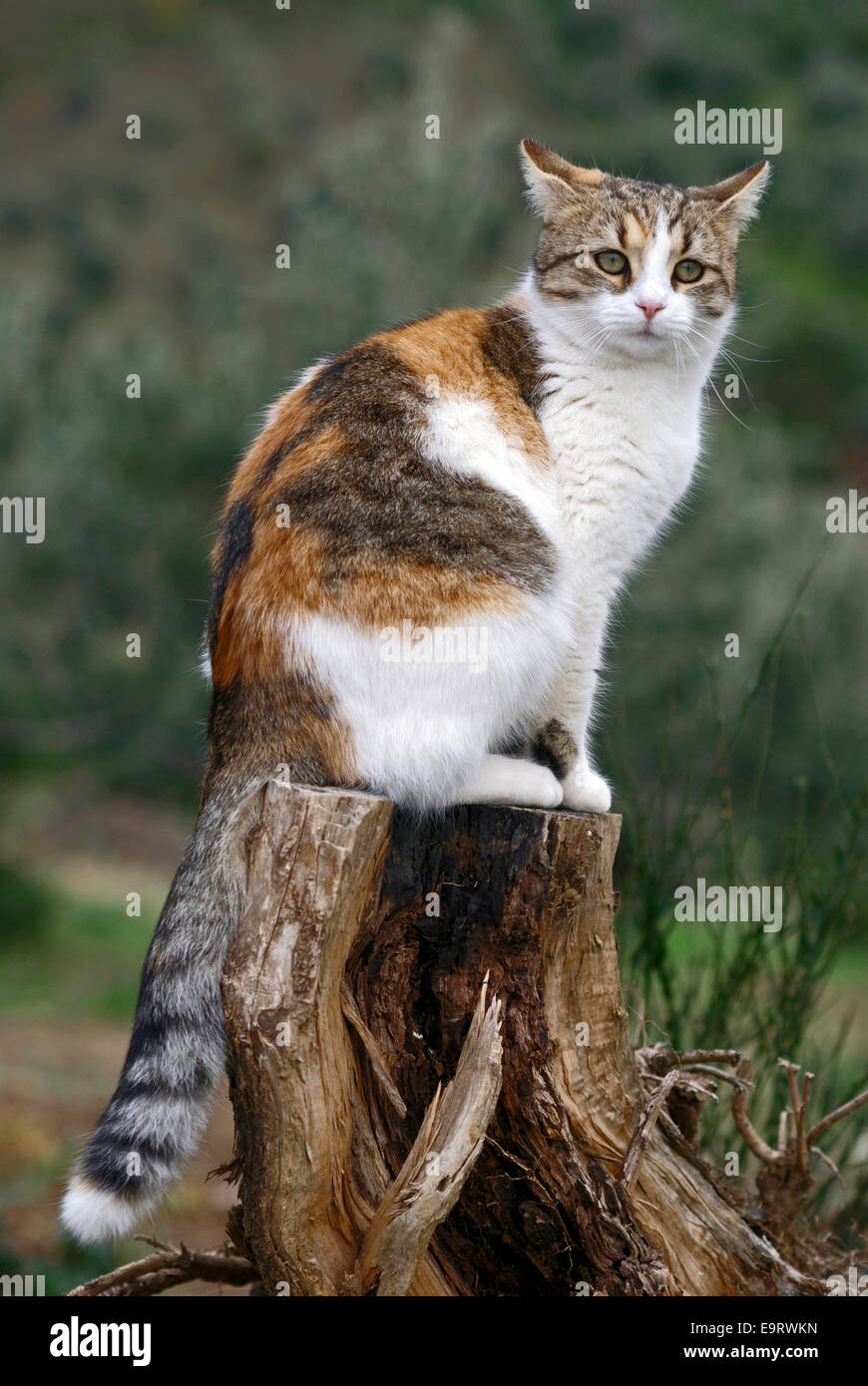 Katzenfotos hi-res stock photography and images - Alamy
