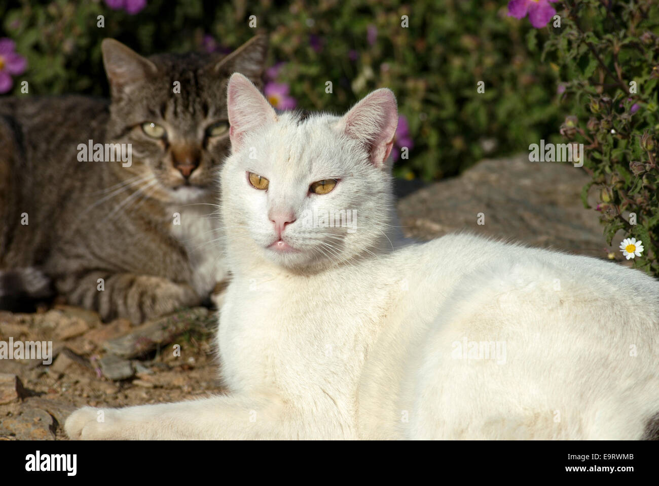 Zwei Katzen im Garten Stock Photo - Alamy
