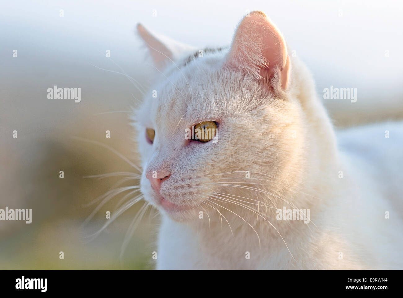 Katzenfotos hi-res stock photography and images - Alamy