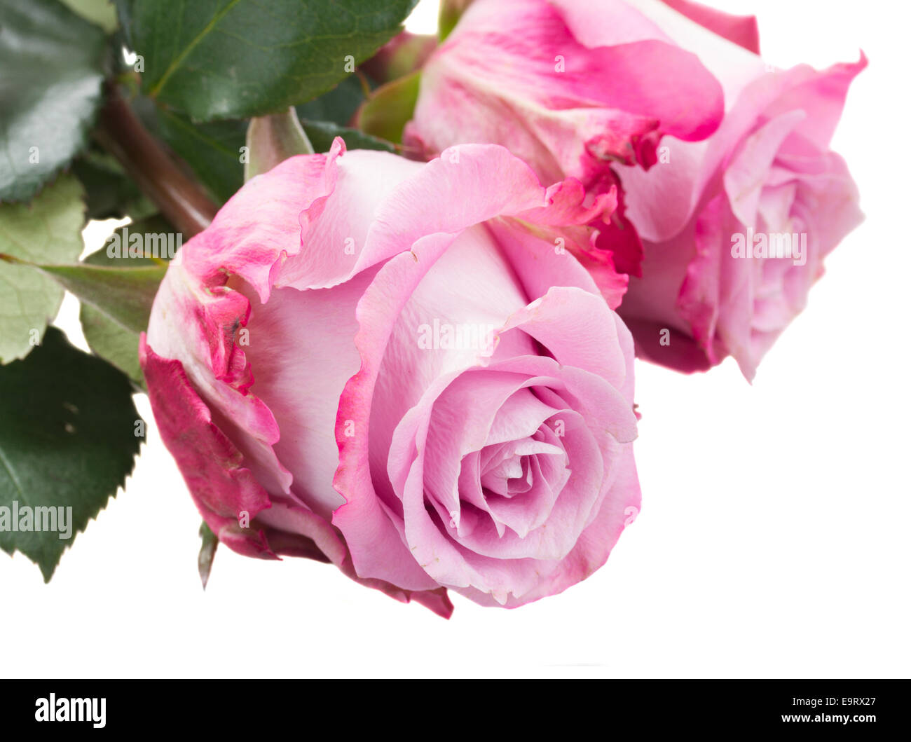 rose flowers close up Stock Photo - Alamy