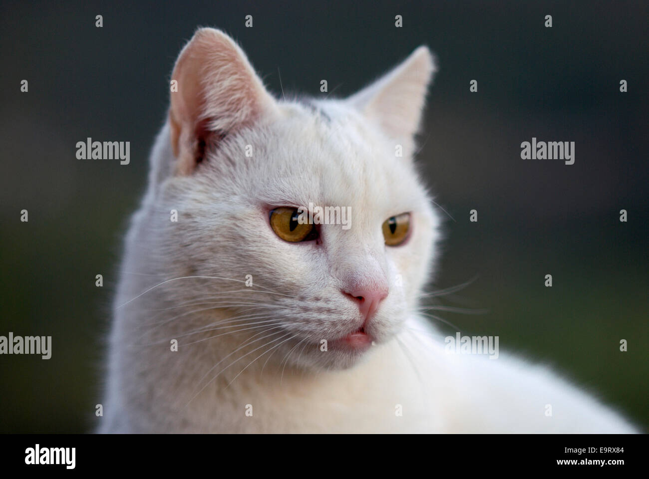 Portrait of a white tomcat Stock Photo - Alamy