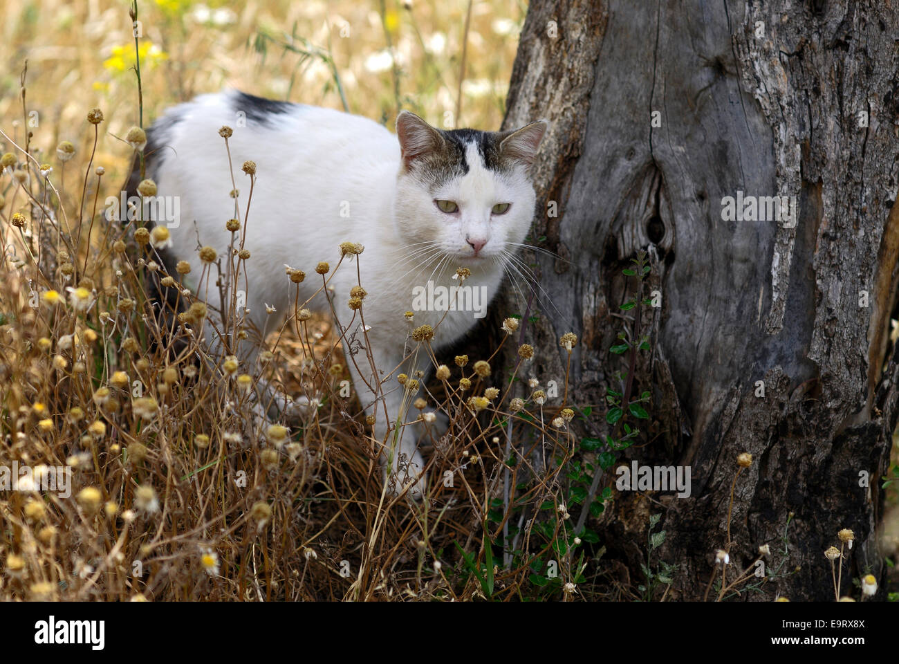 Katzenfotos hi-res stock photography and images - Alamy